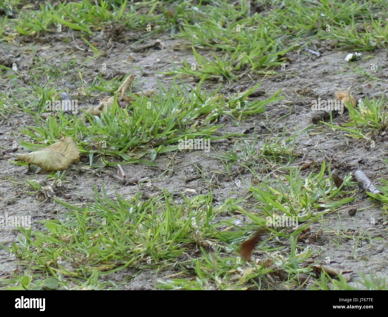 English mud grass hi-res stock photography and images - Alamy