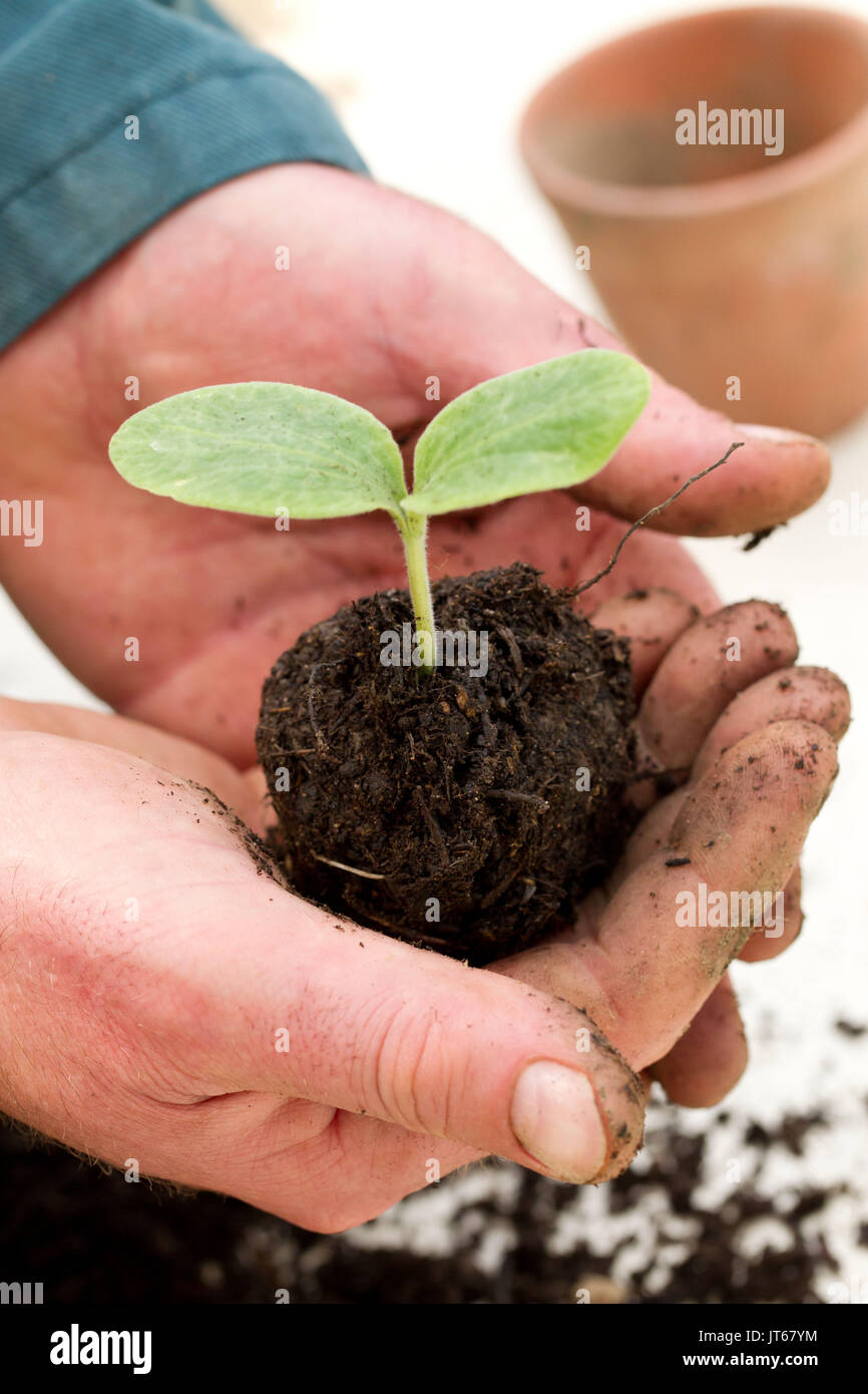Gardening: plant shoot and compost in hands Stock Photo - Alamy