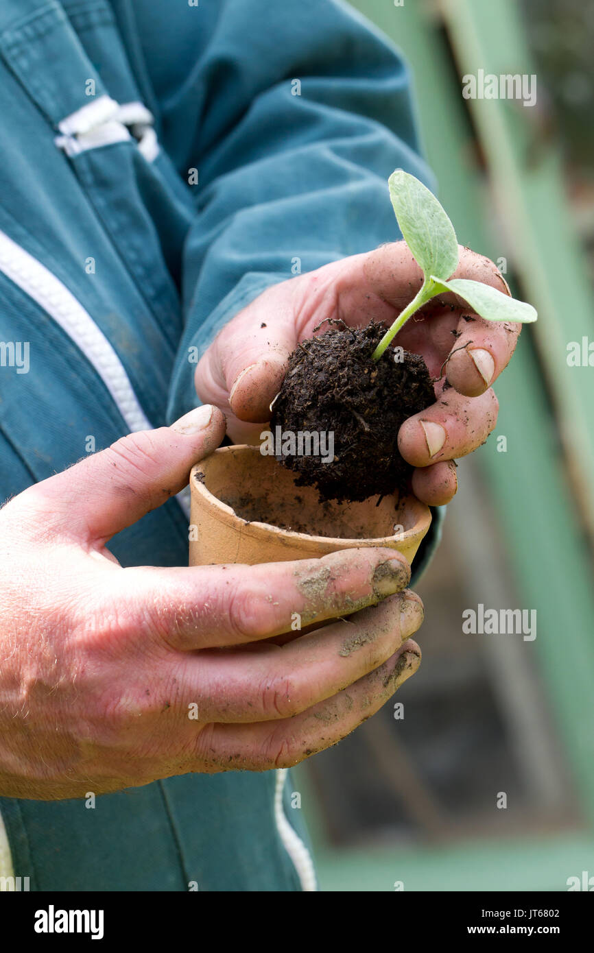 Gardening: plant shoot and compost in a pot Stock Photo - Alamy