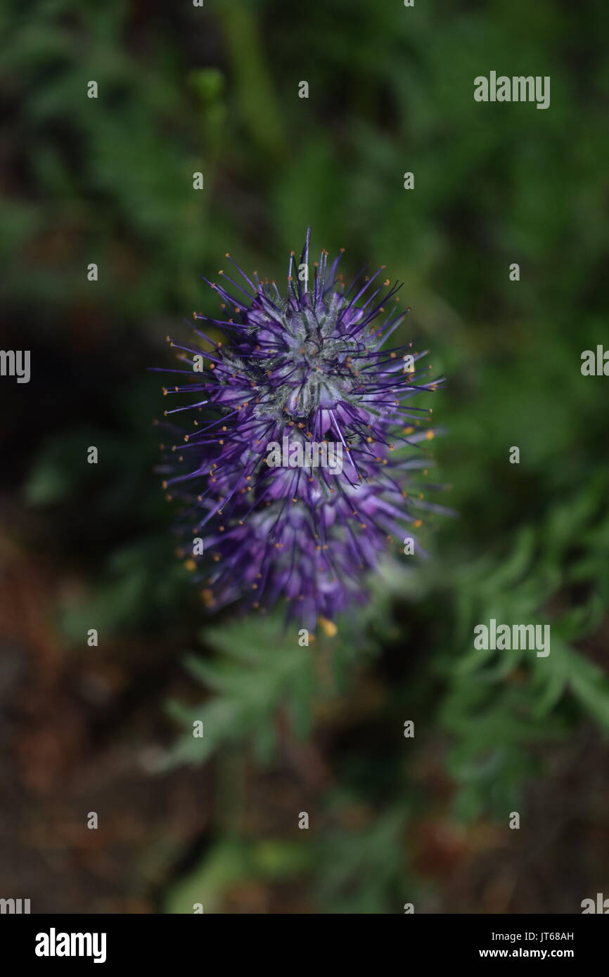 Dwarf False Indigo Stock Photo - Alamy