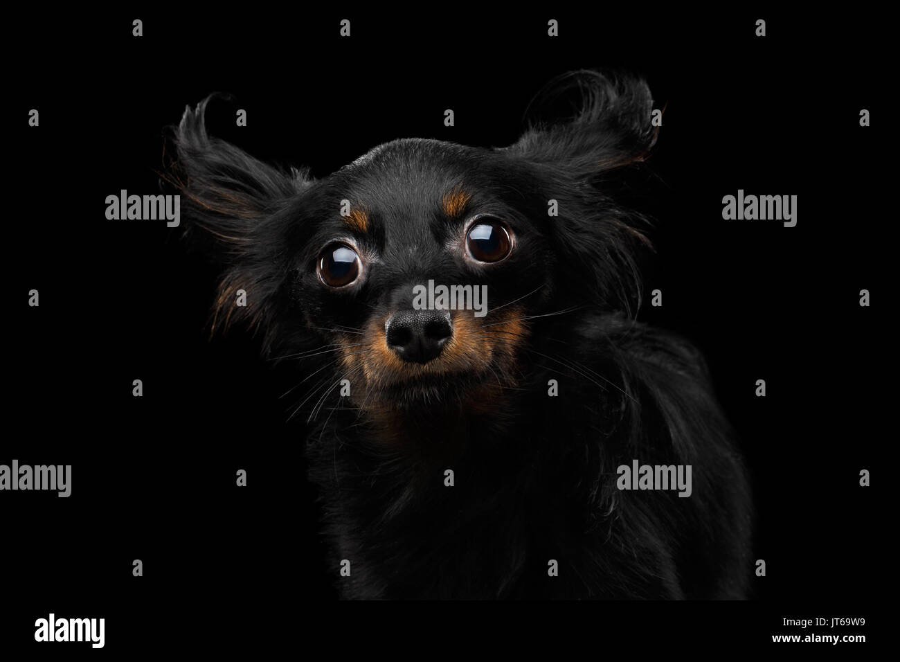 Russian toy terrier mini dog hi-res stock photography and images - Alamy
