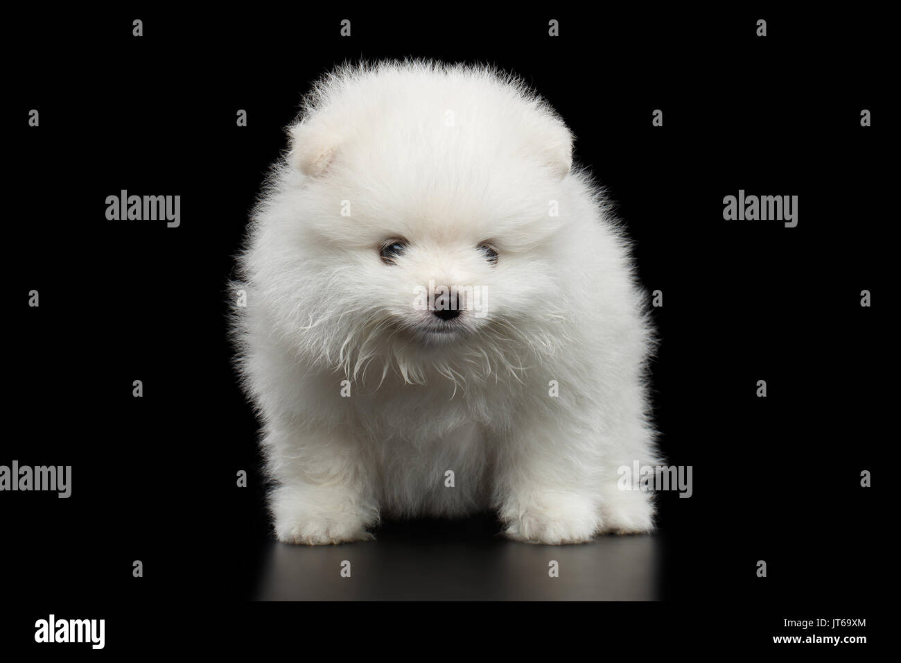 Black Miniature Japanese Spitz