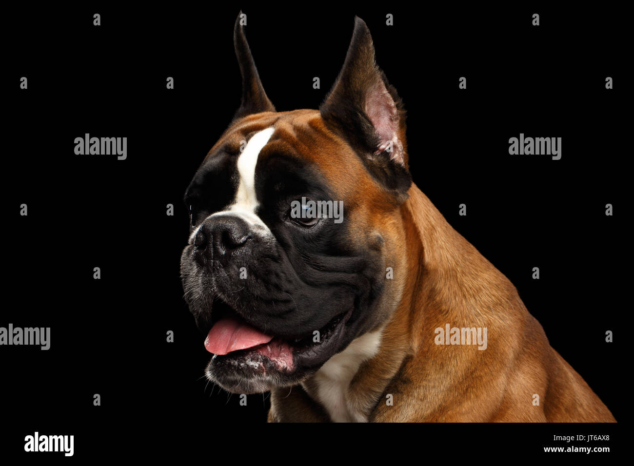 Boxer Dog Isolated on Black Background Stock Photo - Alamy