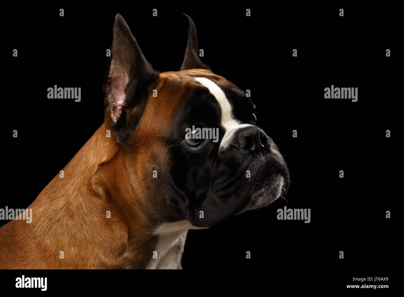 Sad looking boxer dog hi-res stock photography and images - Alamy
