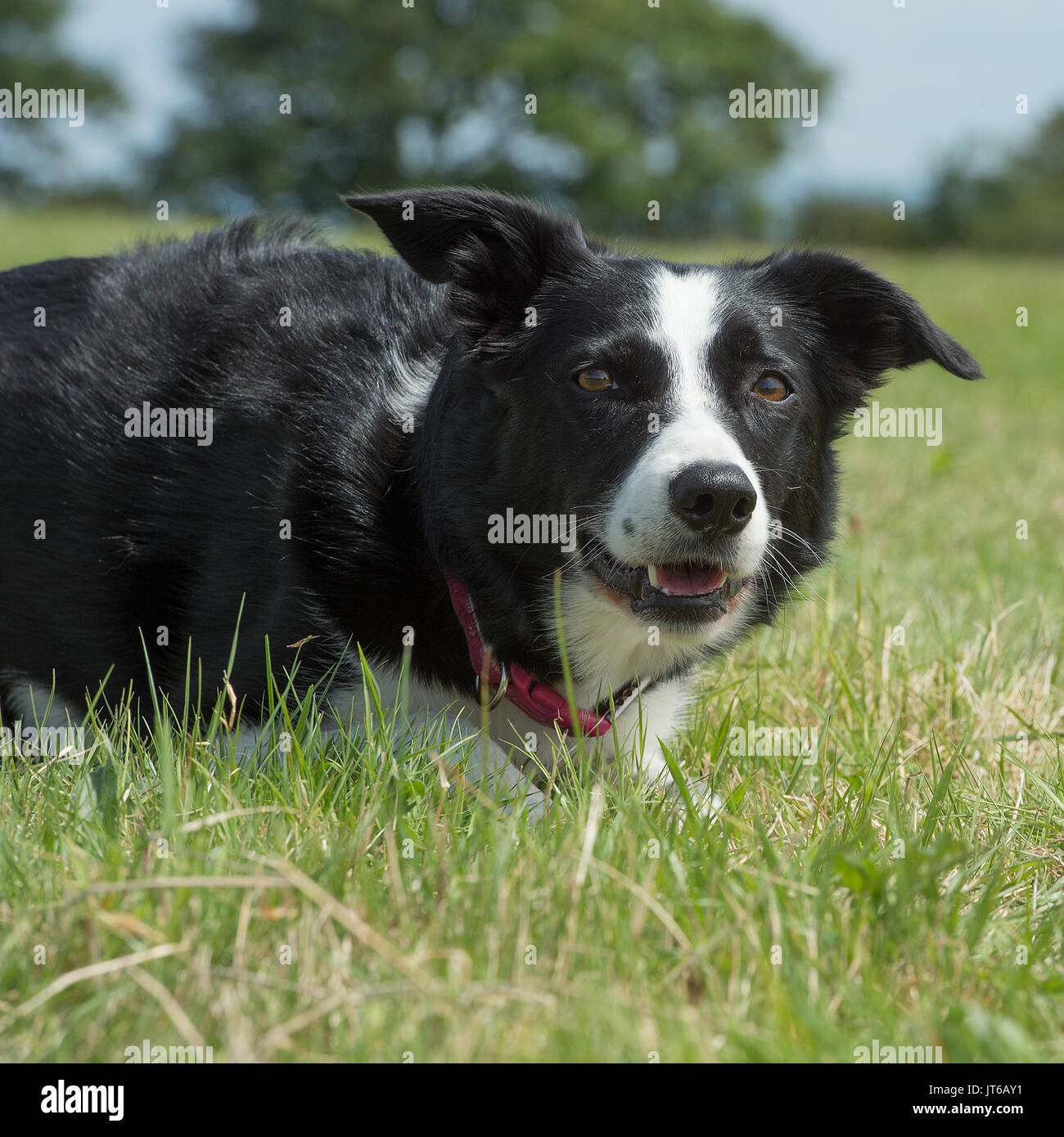 Working Border Collie Stock Photos & Working Border Collie Stock Images ...