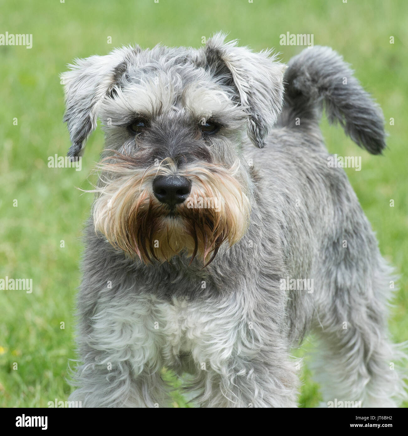 Miniature Schnauzer Stock Photos & Miniature Schnauzer Stock Images - Alamy