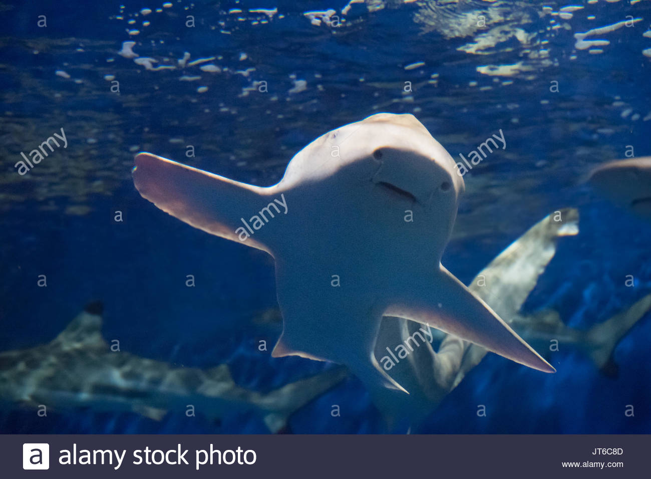 Houndshark Stock Photos & Houndshark Stock Images - Alamy