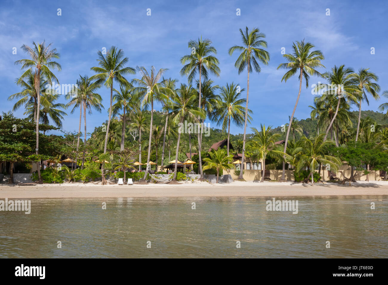 Koh samui coconut palm trees hi-res stock photography and images - Alamy