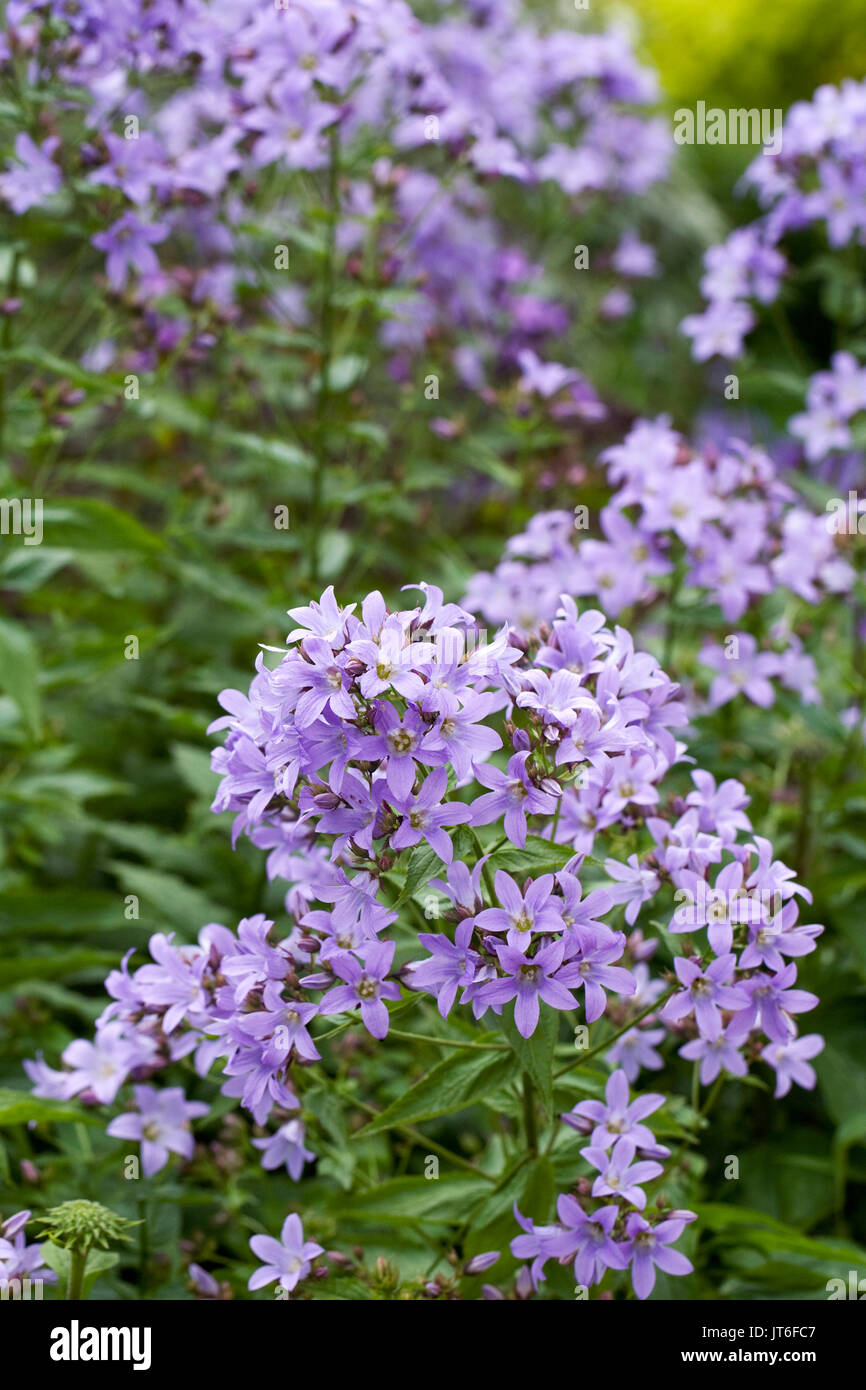 Campanula flowers blooms hi-res stock photography and images - Alamy