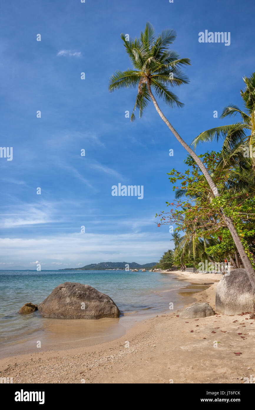 Coconut trees lamai beach koh hi-res stock photography and images - Alamy