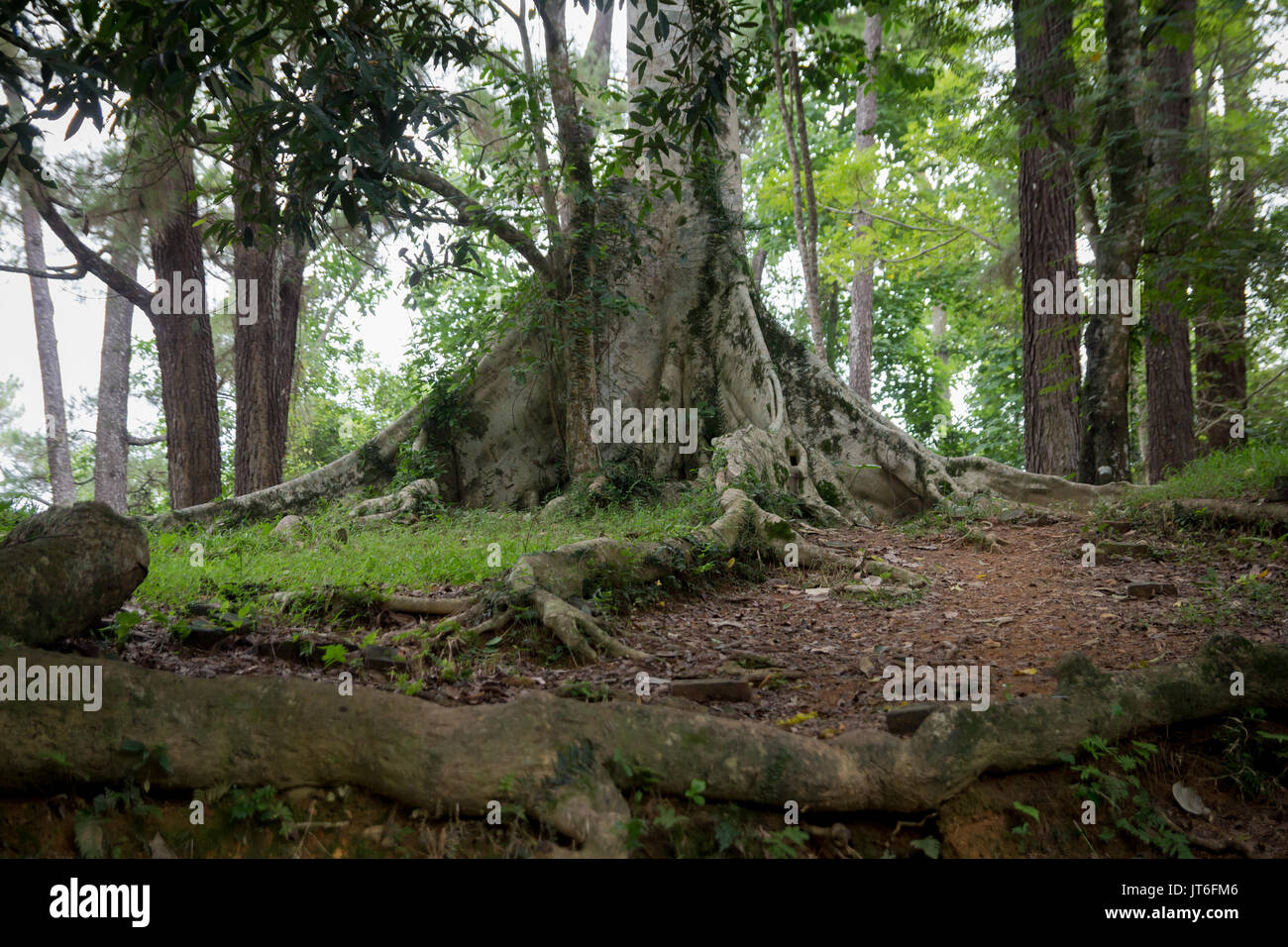 Old tree hi-res stock photography and images - Alamy