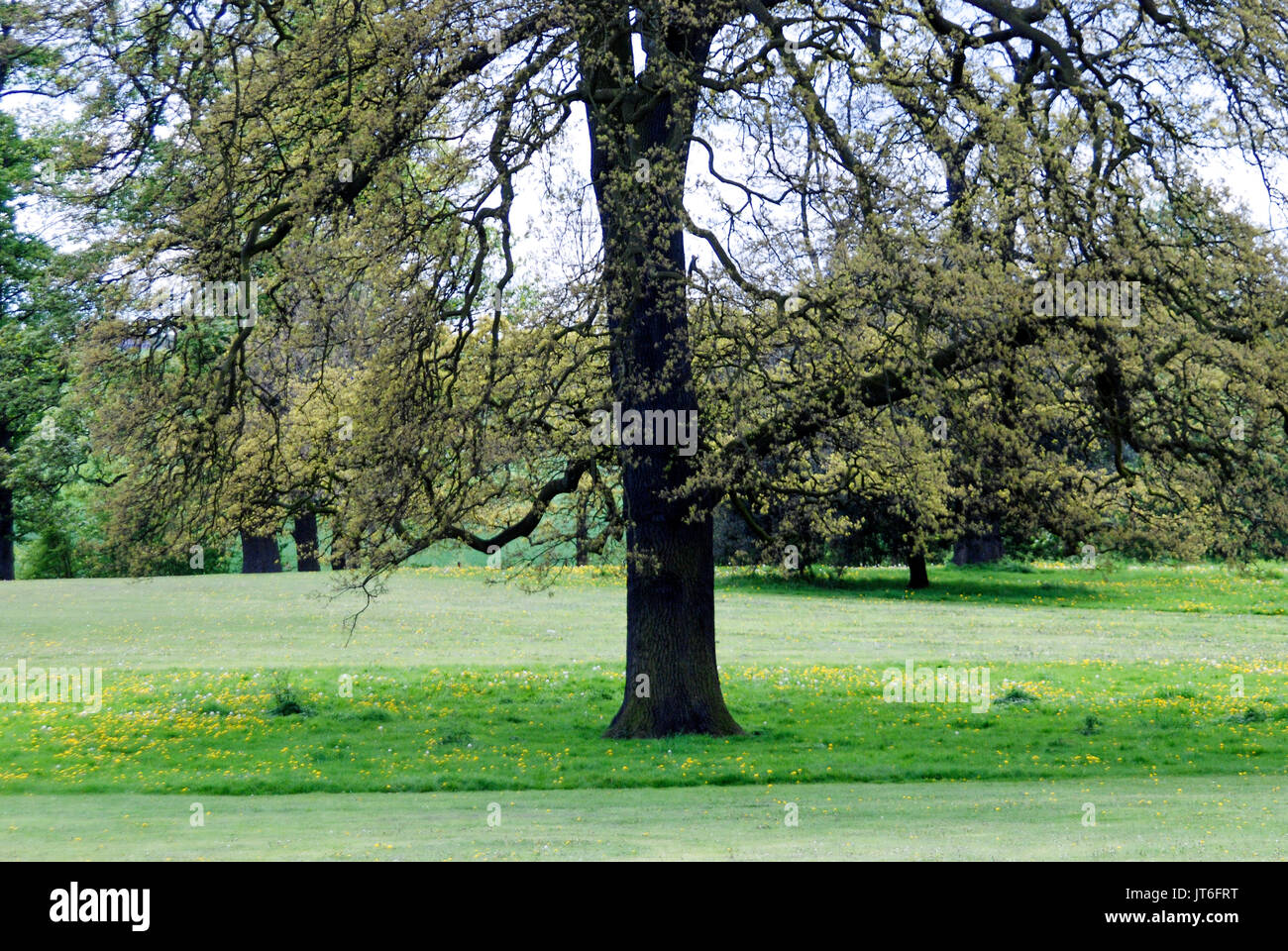 Nature, Greenery Landscape, Tree Trunk, Blossom, Low Tree Branches ...