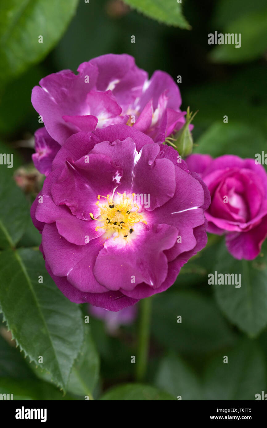 Rhapsody in blue hi-res stock photography and images - Alamy