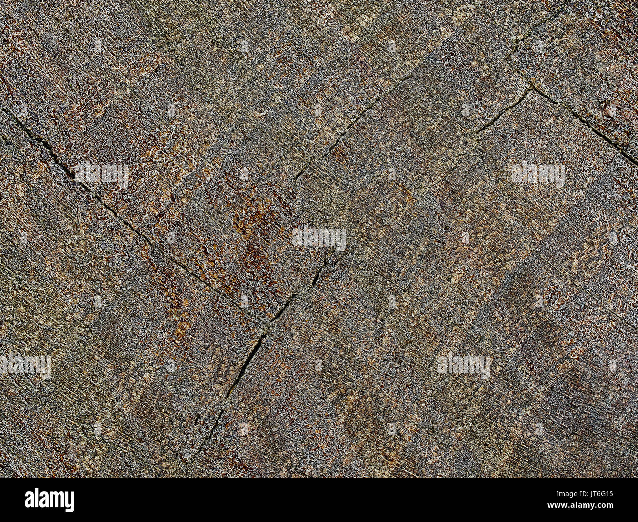 The cut of a tree closeup (texture Stock Photo - Alamy