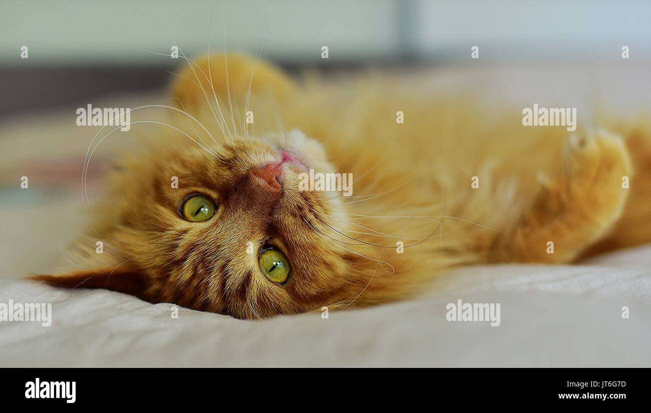 Mackeral Maine Coon Cat Stock Photo - Alamy