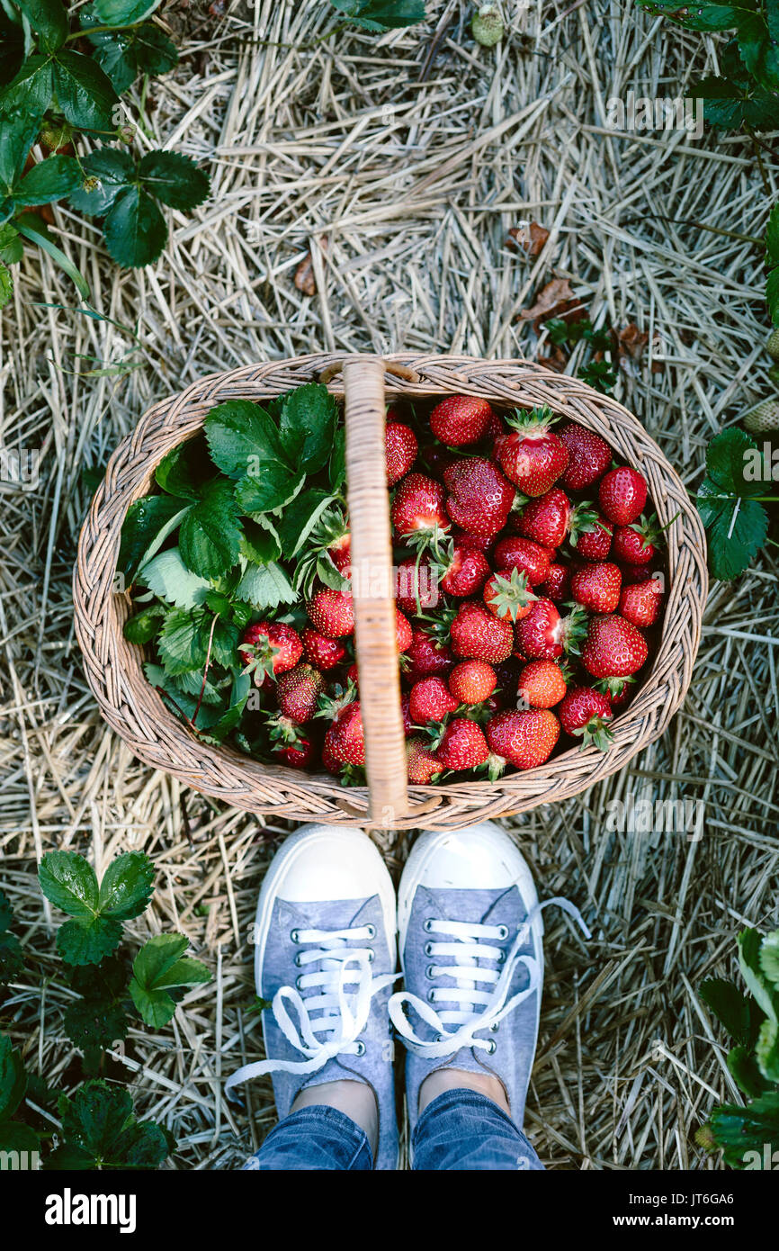 Freshly Picked Strawberries with a womans feet Stock Photo - Alamy