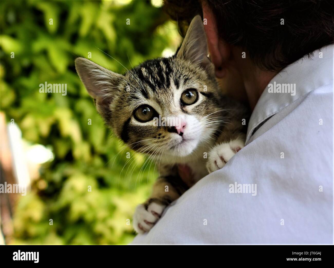 Mackeral Maine Coon Cat Stock Photo - Alamy