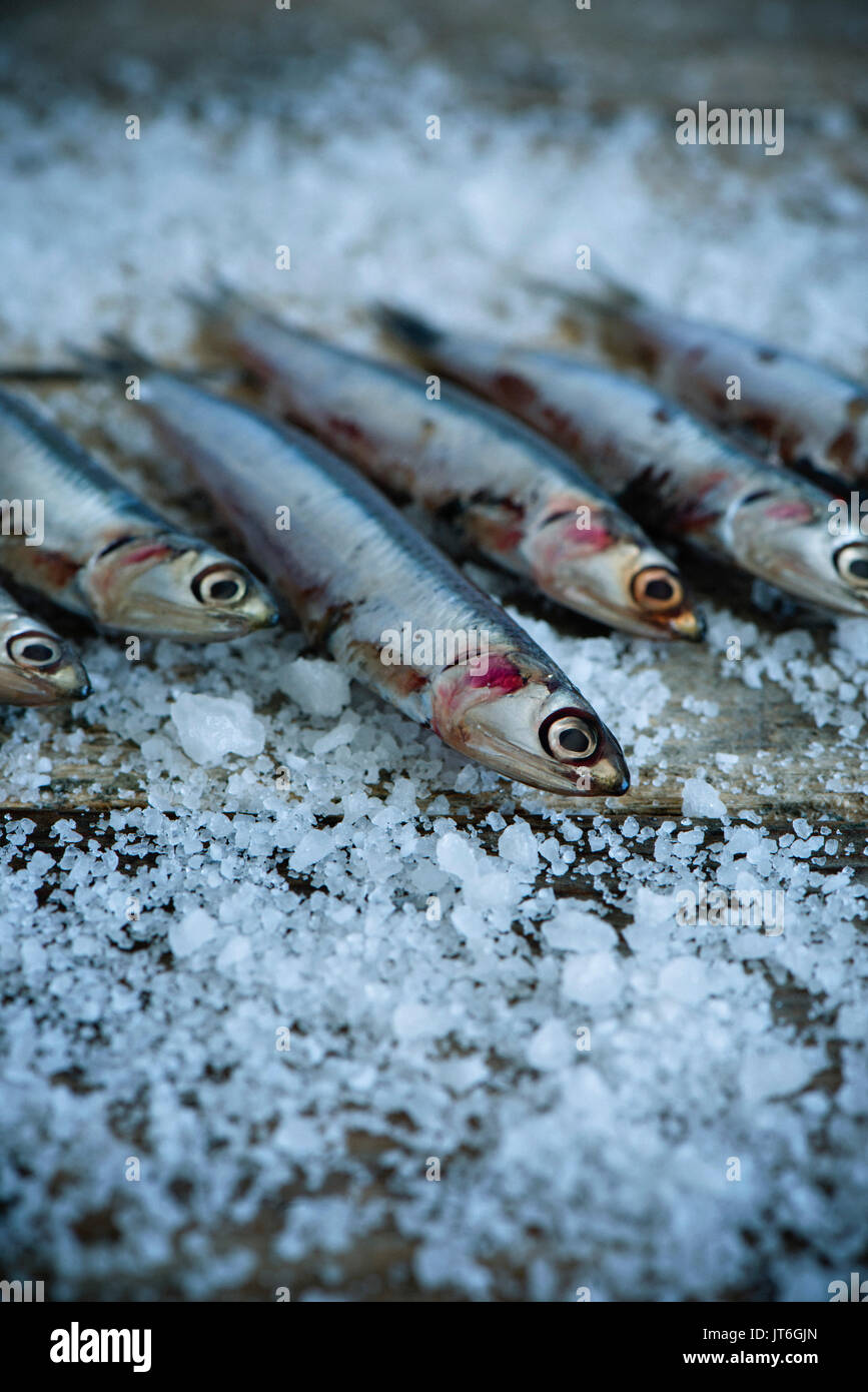 Anchovy Seafood High Resolution Stock Photography and Images - Alamy