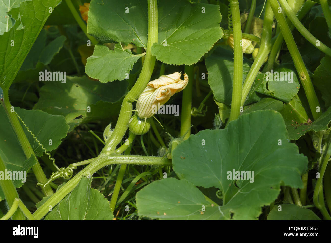 Young pumpkin growing from flower on vine Stock Photo - Alamy