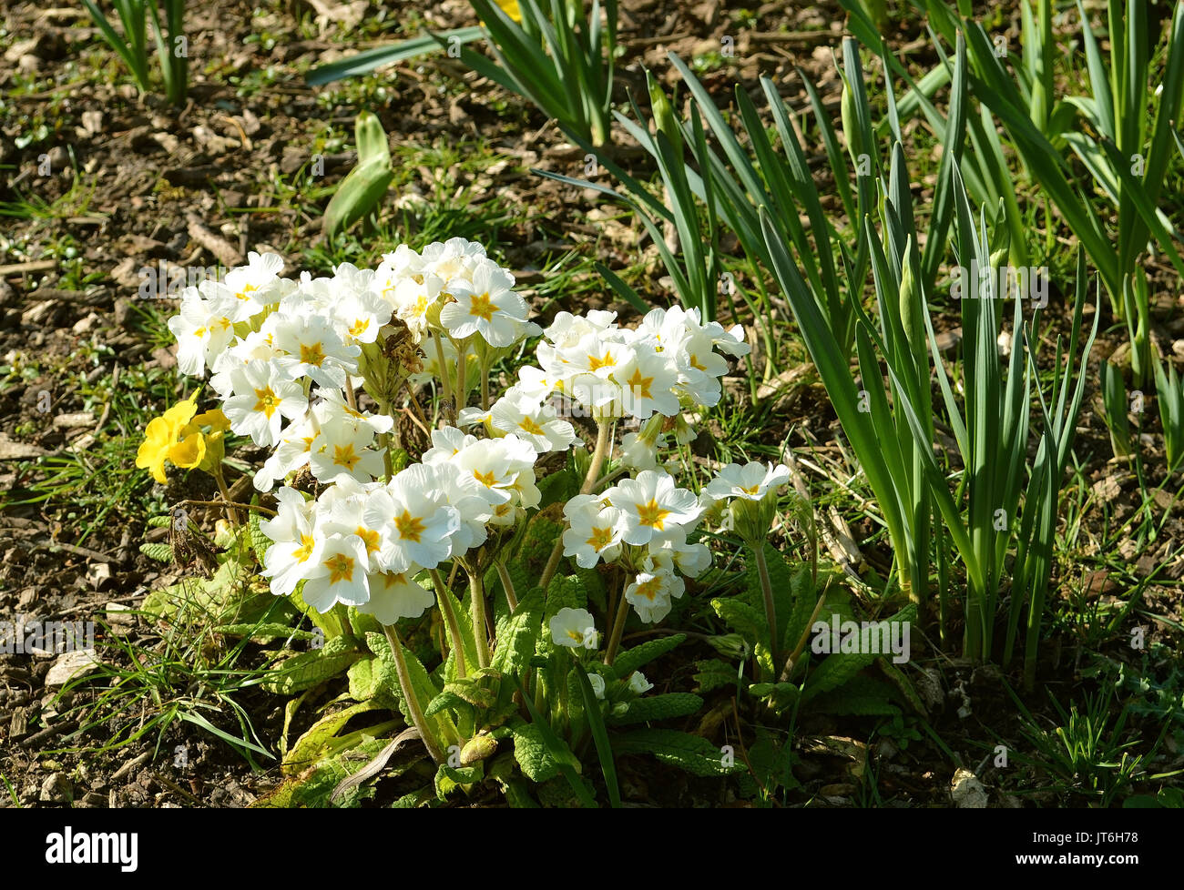 Primula 'Crescendo White' flowers Stock Photo - Alamy