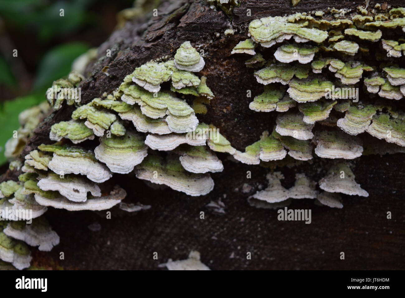 White Rot Fungus Stock Photo - Alamy