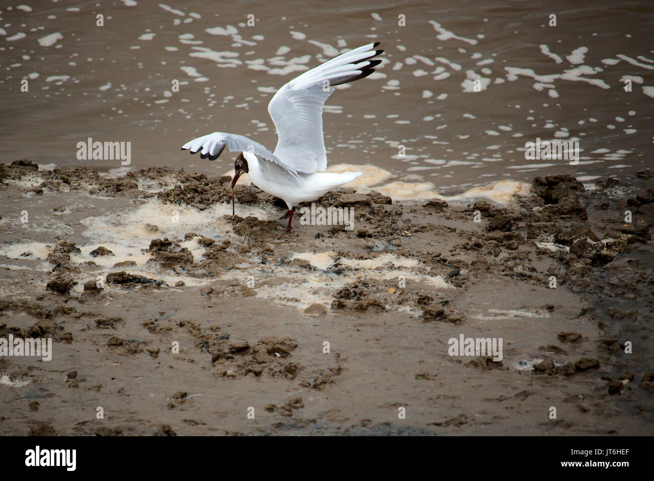 Mudflat worm hi-res stock photography and images - Alamy