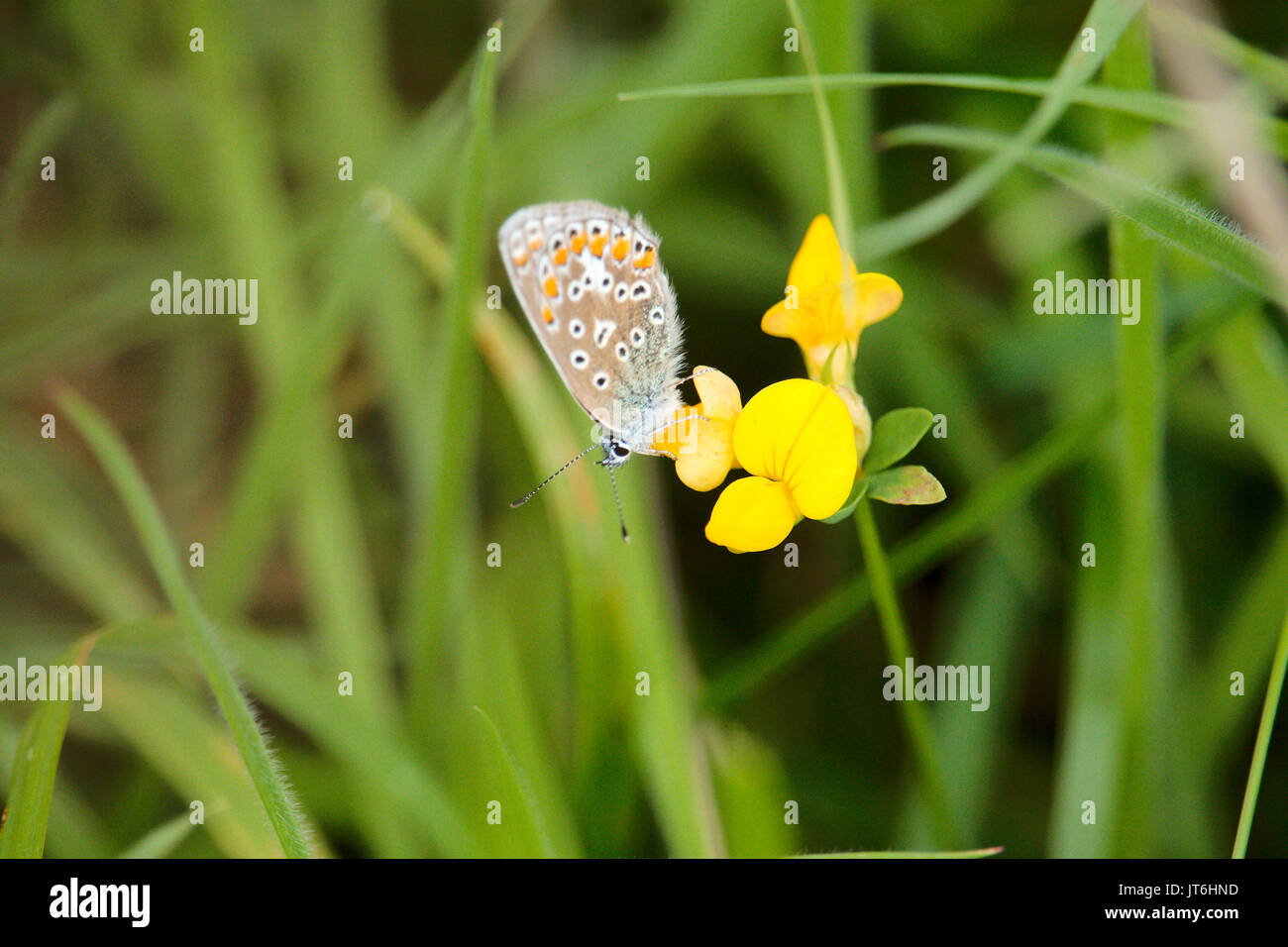 The common blue butterfly (Polyommatus icarus) at rest. This photograph ...