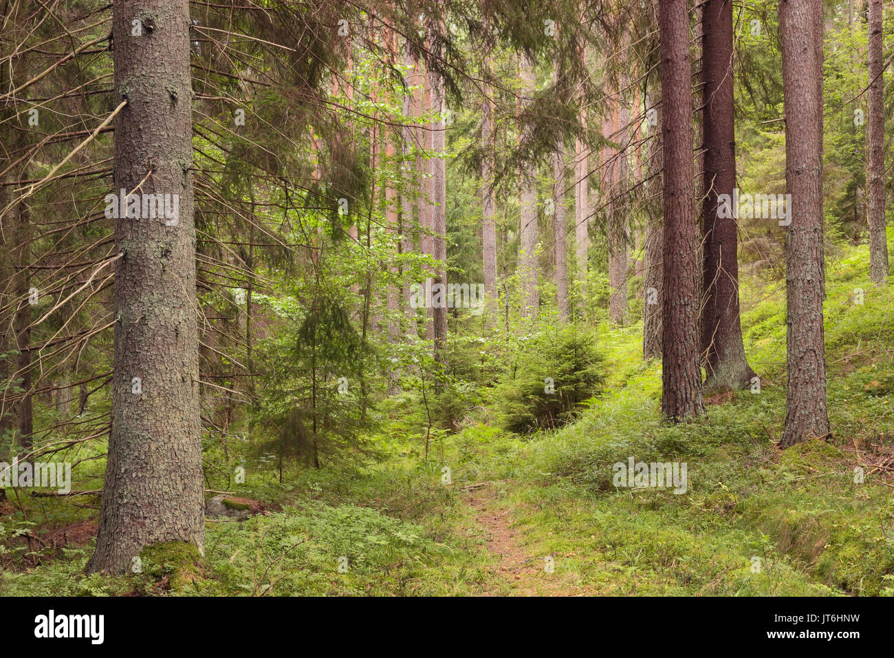 Forest in summer Stock Photo - Alamy