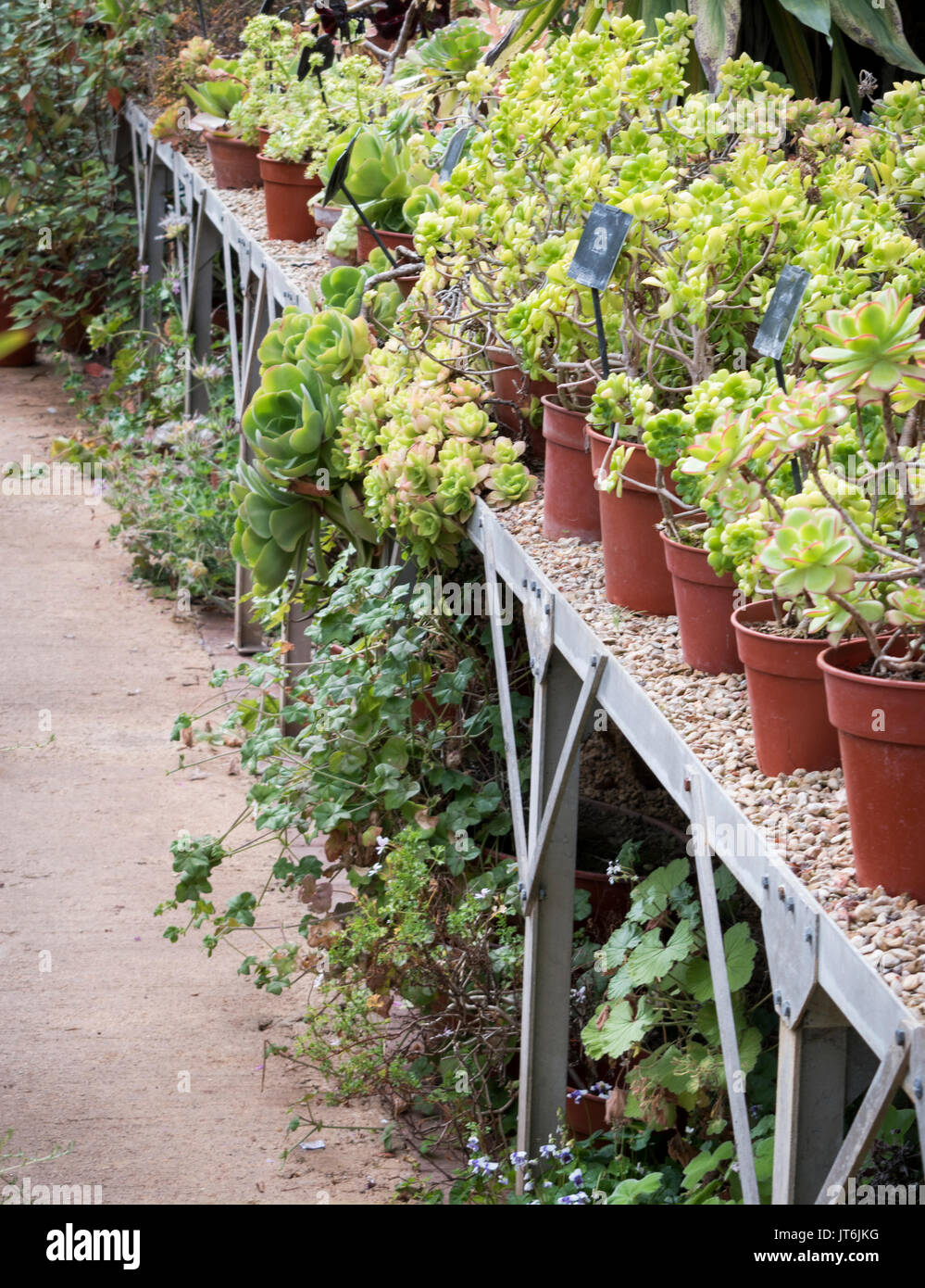 Succulents in pots hi-res stock photography and images - Alamy