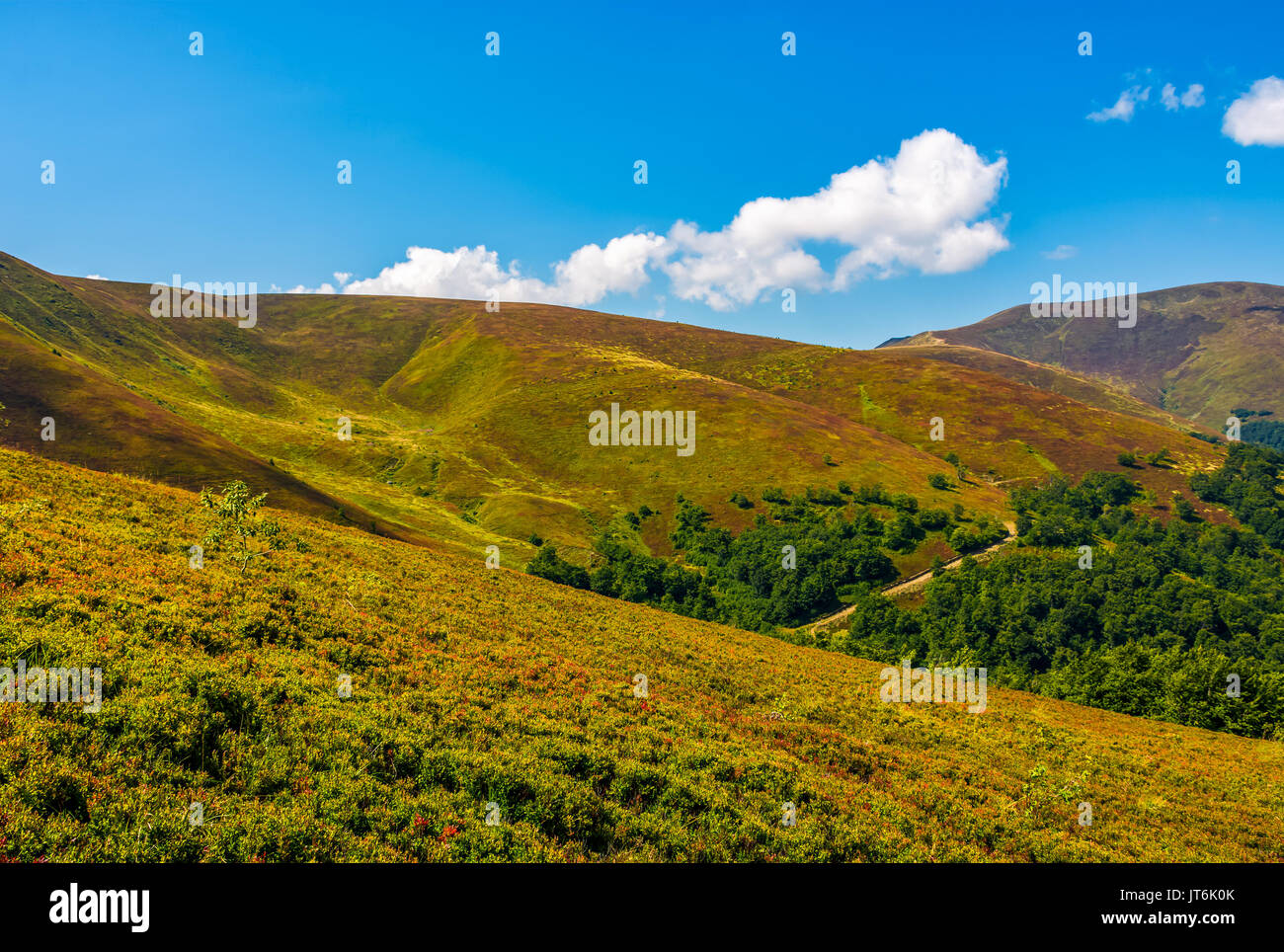 path through forest on mountain hillside. spectacular landscape in ...