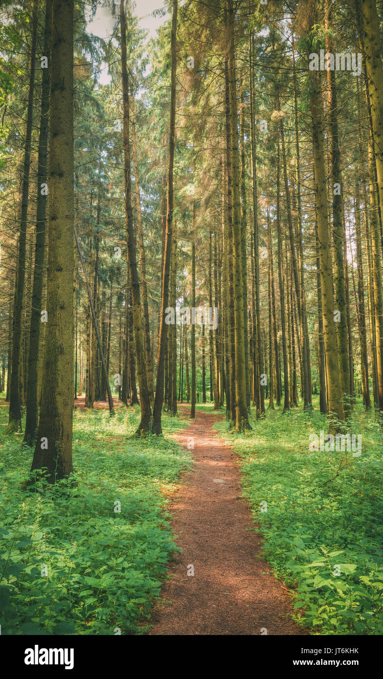 Walking way between trees hi-res stock photography and images - Alamy