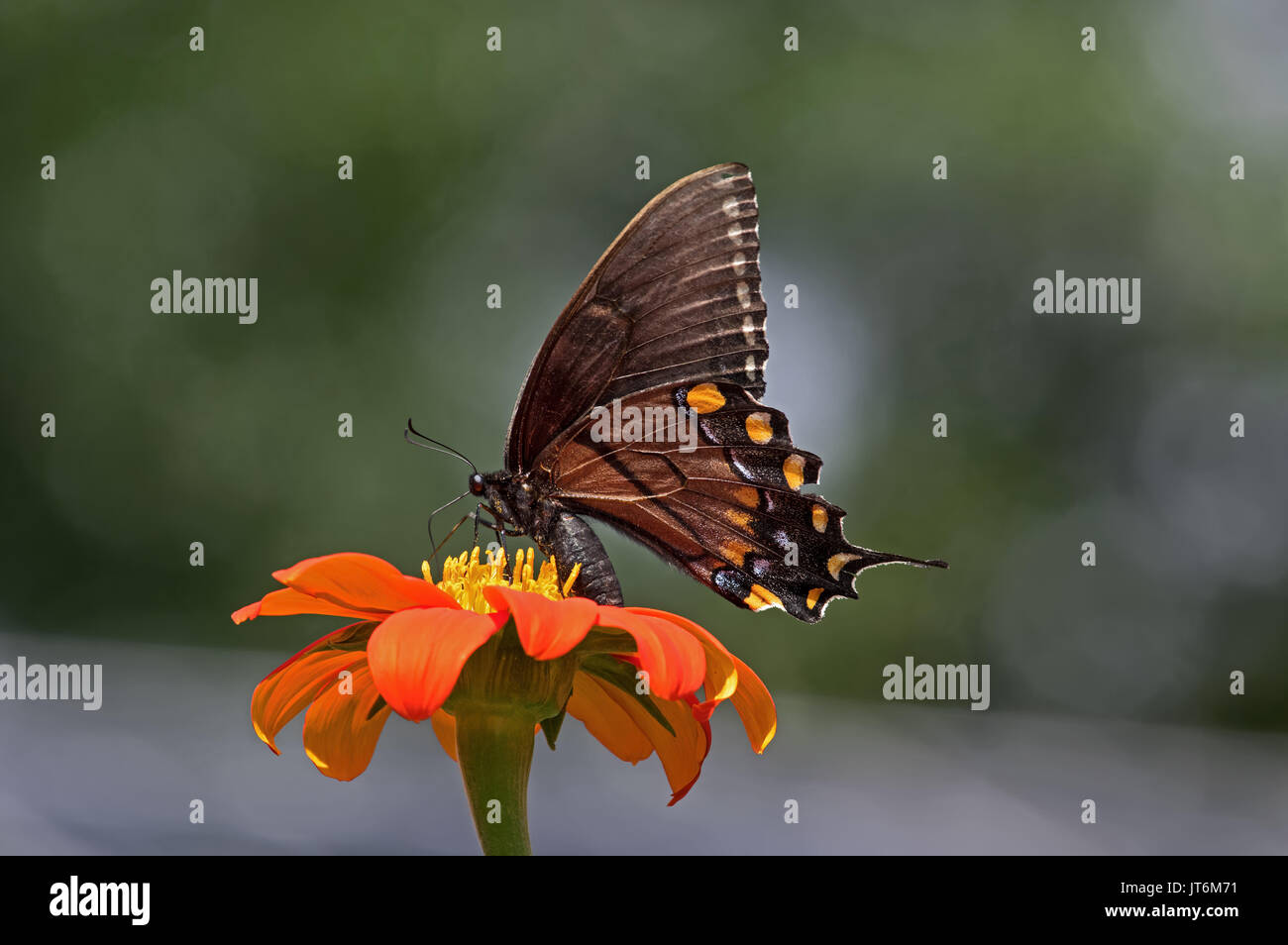 Dark form of Female Eastern Tiger Swallowtail feeding on Tithonia ...