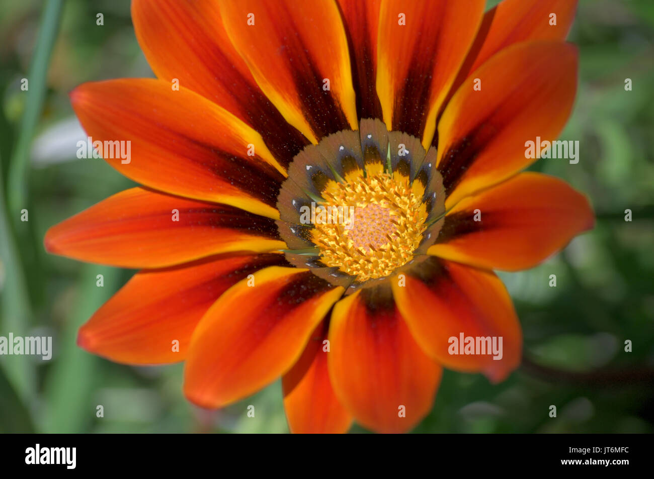 Daisy south african orange daisy hi-res stock photography and images ...