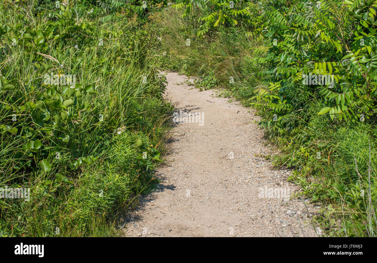 dirt pathway through lush greenery and trees Stock Photo - Alamy