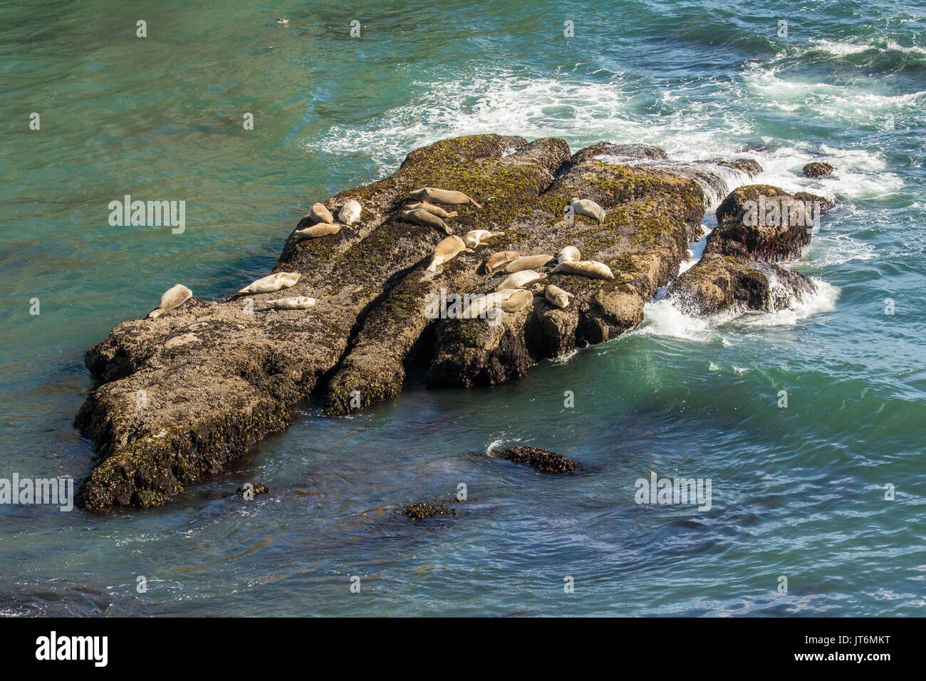 Lions on rocks hi-res stock photography and images - Alamy