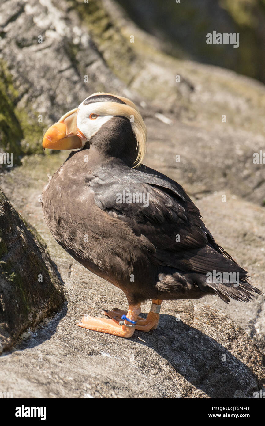 Crested puffin hi-res stock photography and images - Alamy