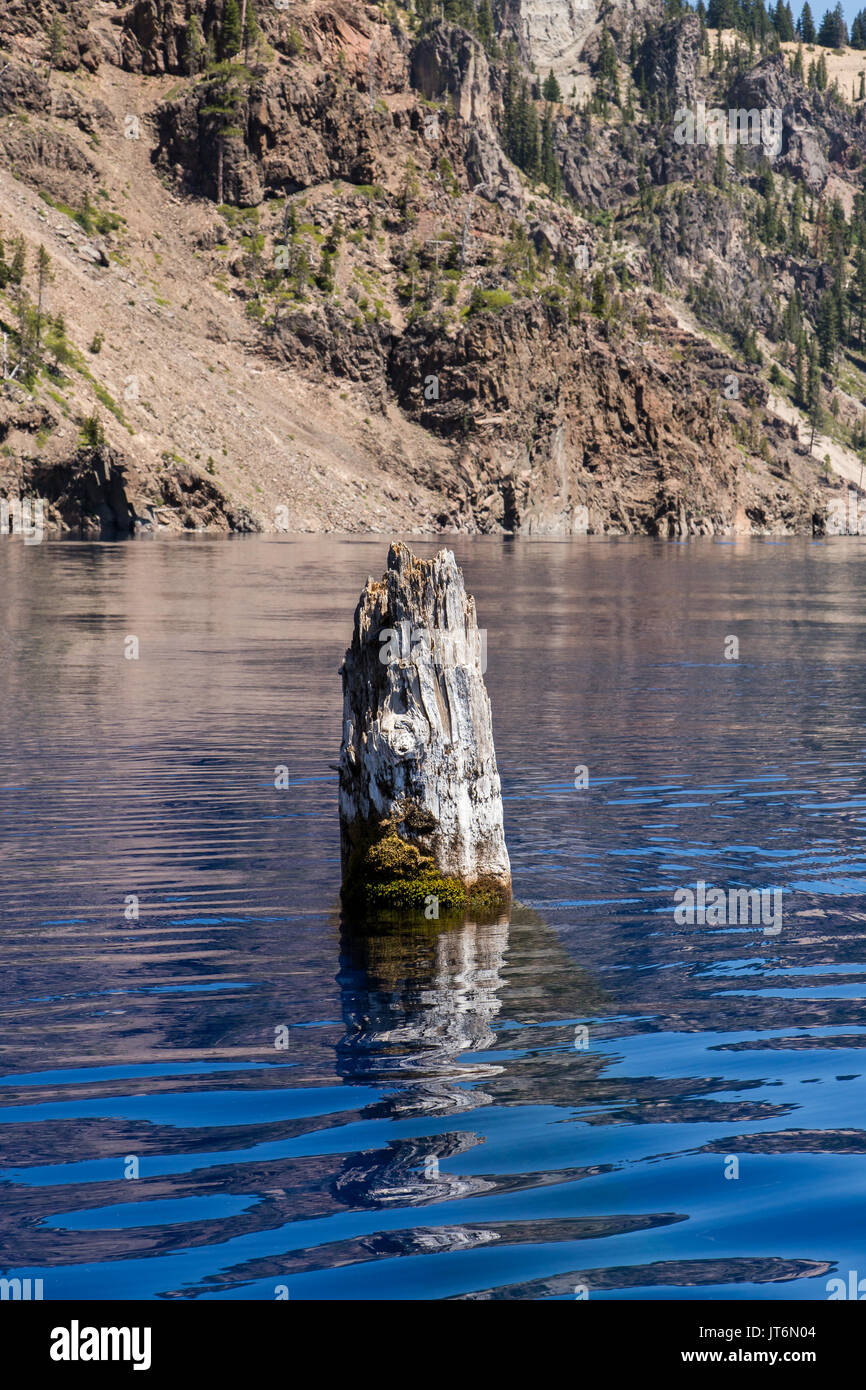 Old Man Tree Stump High Resolution Stock Photography and Images - Alamy