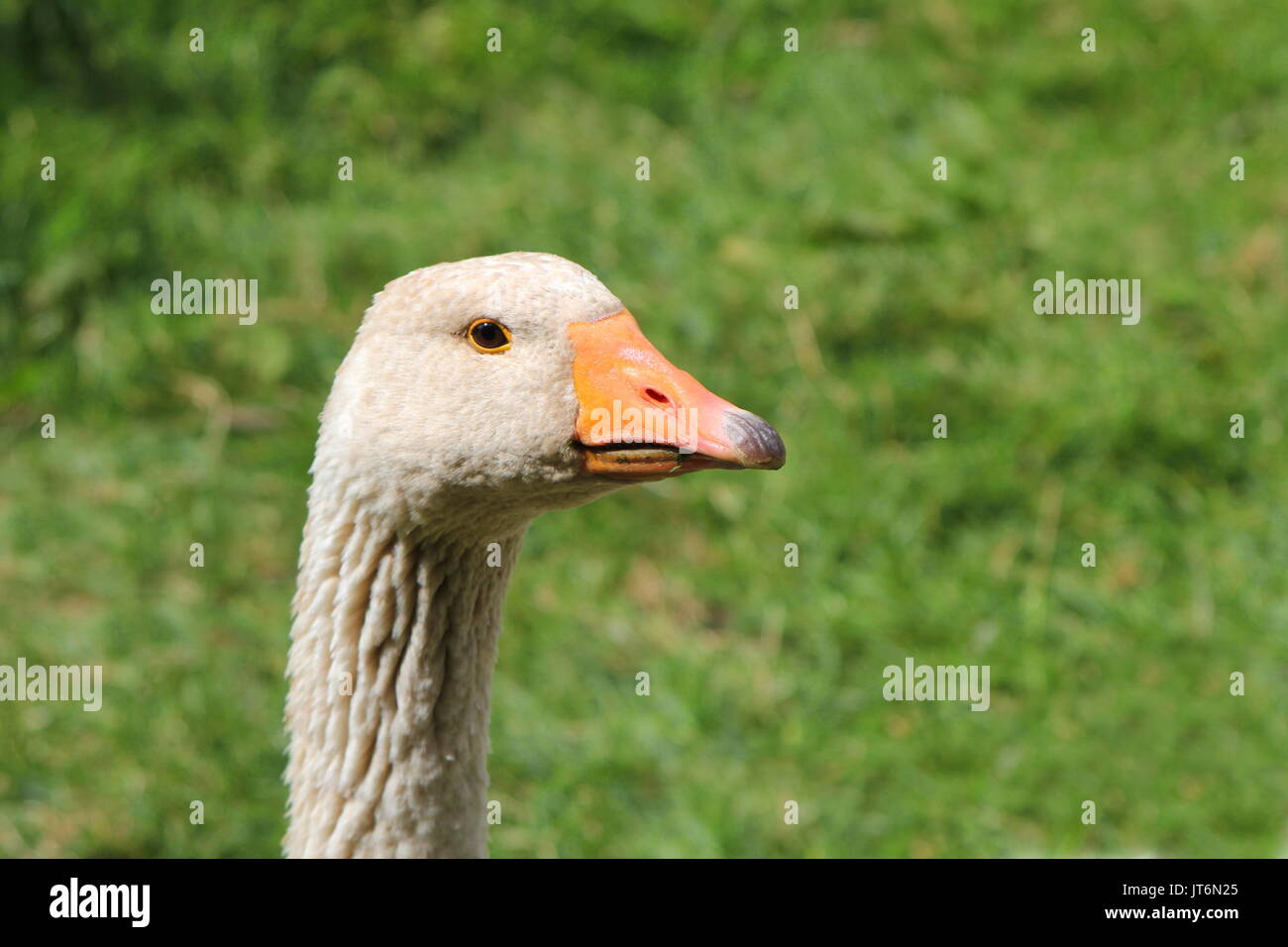 Close up portrait of a West of England Gander (male goose Stock Photo ...