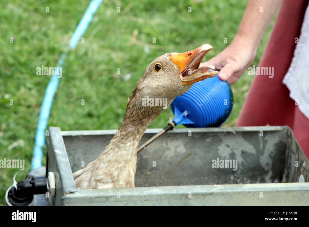 West of England Gander (male goose) stuck in a farmyard water trough ...
