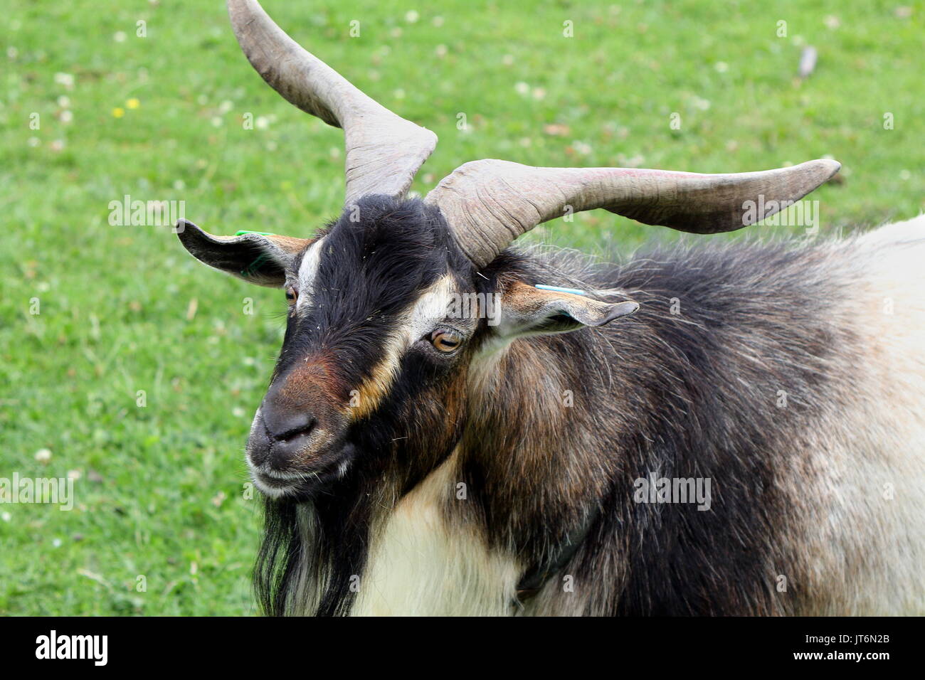 Arapawa goat hi-res stock photography and images - Alamy