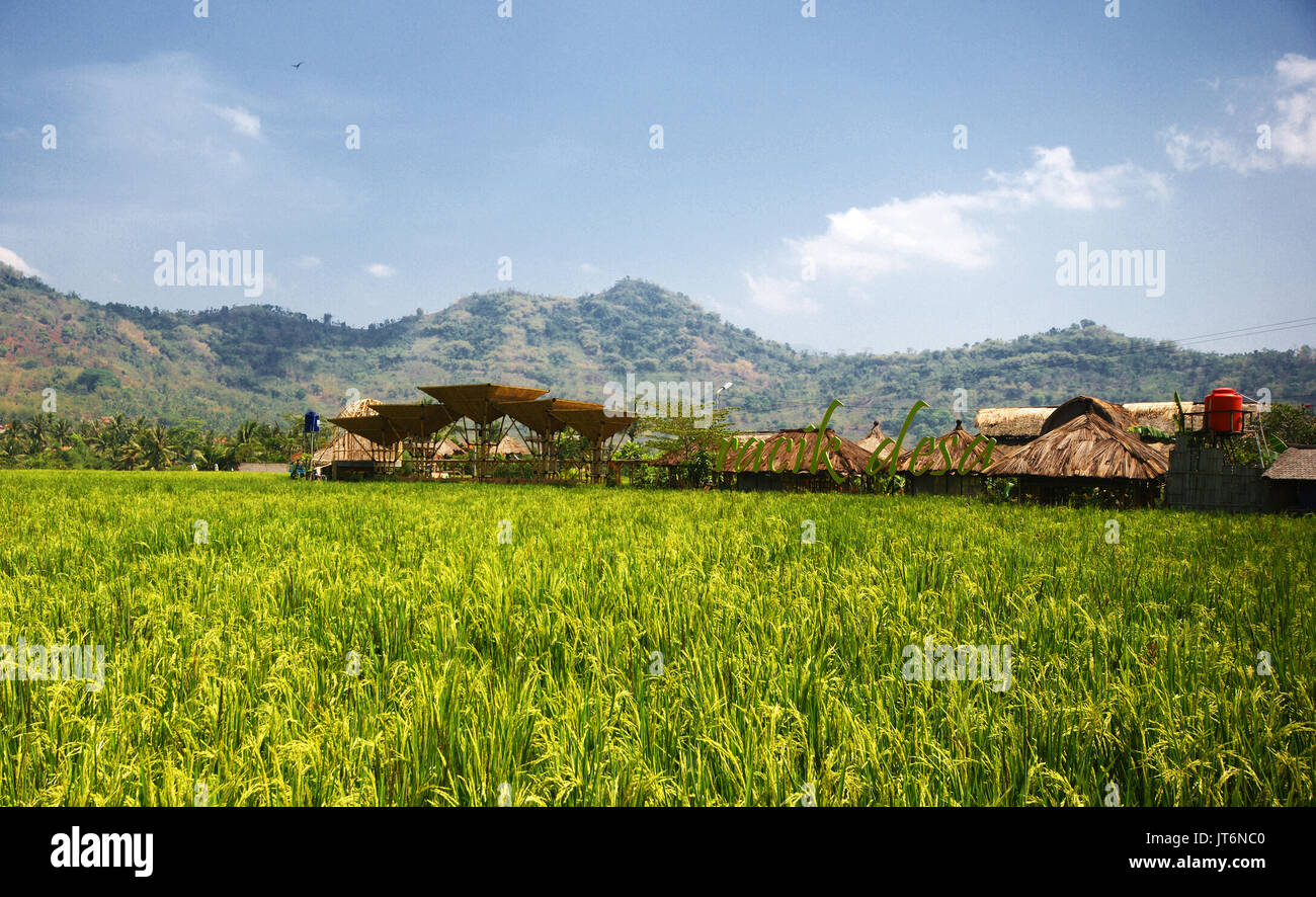 Sawah di Limbangan, Garut, Indonesia Stock Photo - Alamy