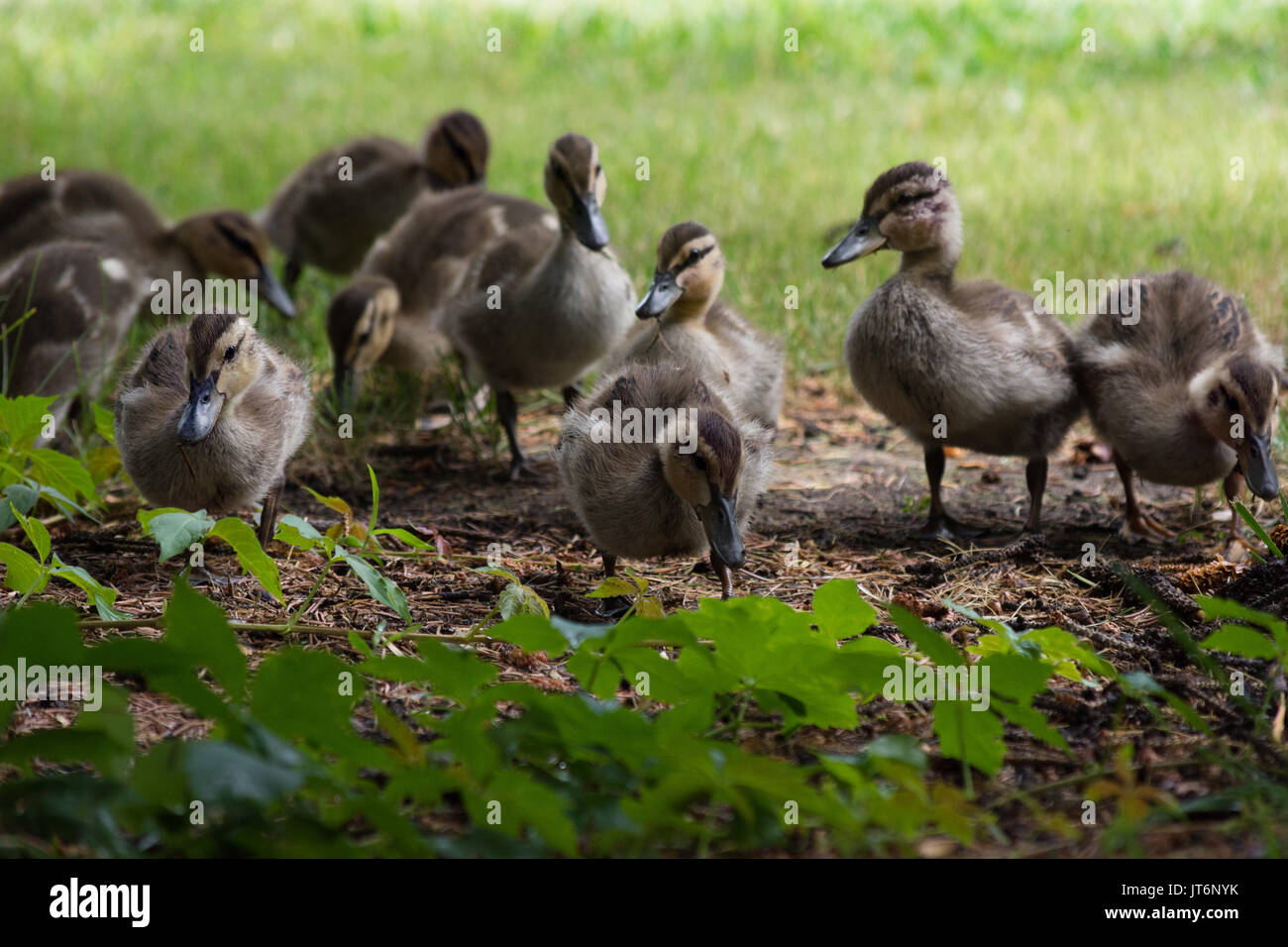 A group of ten ducklings feeding on plants in a shaded area Stock Photo ...