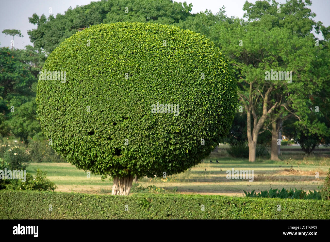 Green, decorative tree nicely trimmed in the shape of an elliptical ...