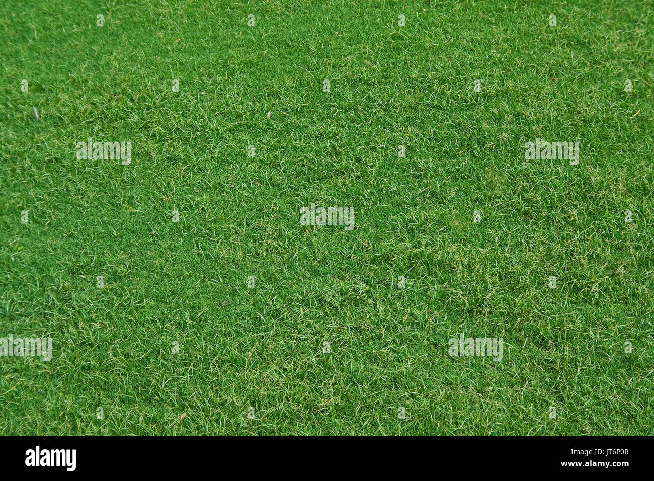 Soft, velvety, green grass turf soothing to the eyes Stock Photo - Alamy