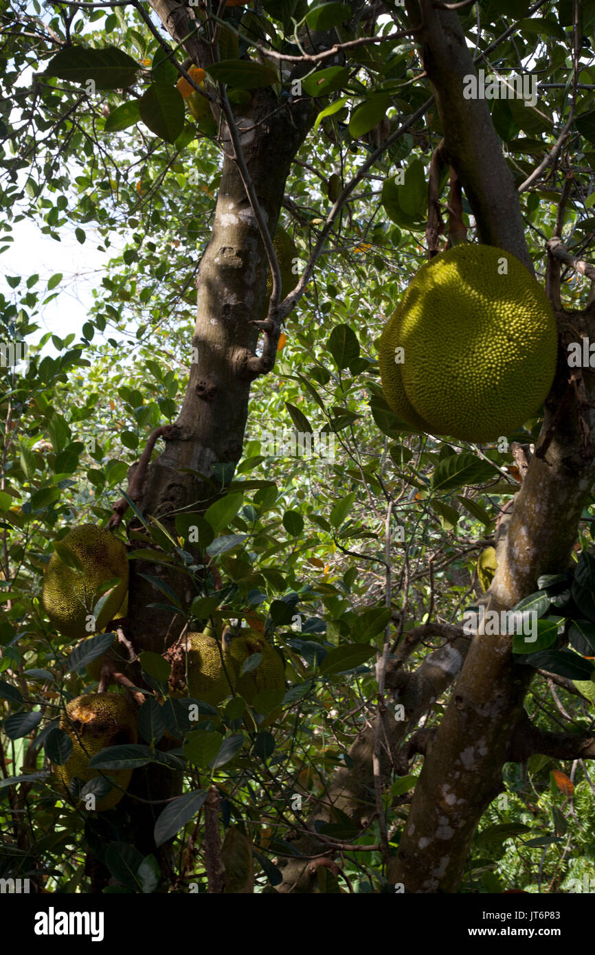 Breadfruit Bread Fruit High Resolution Stock Photography and Images - Alamy