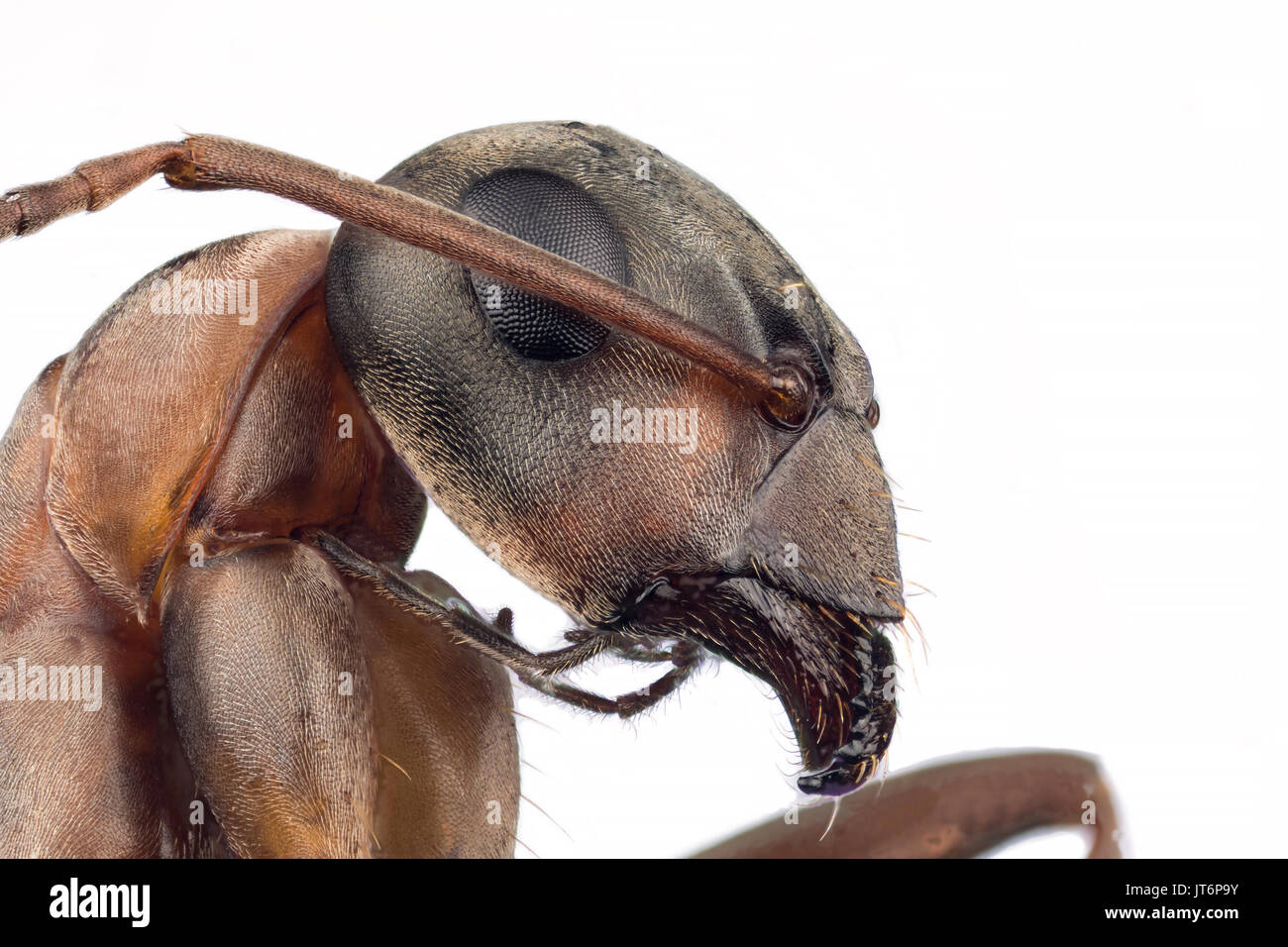 Ant head isolated hi-res stock photography and images - Alamy