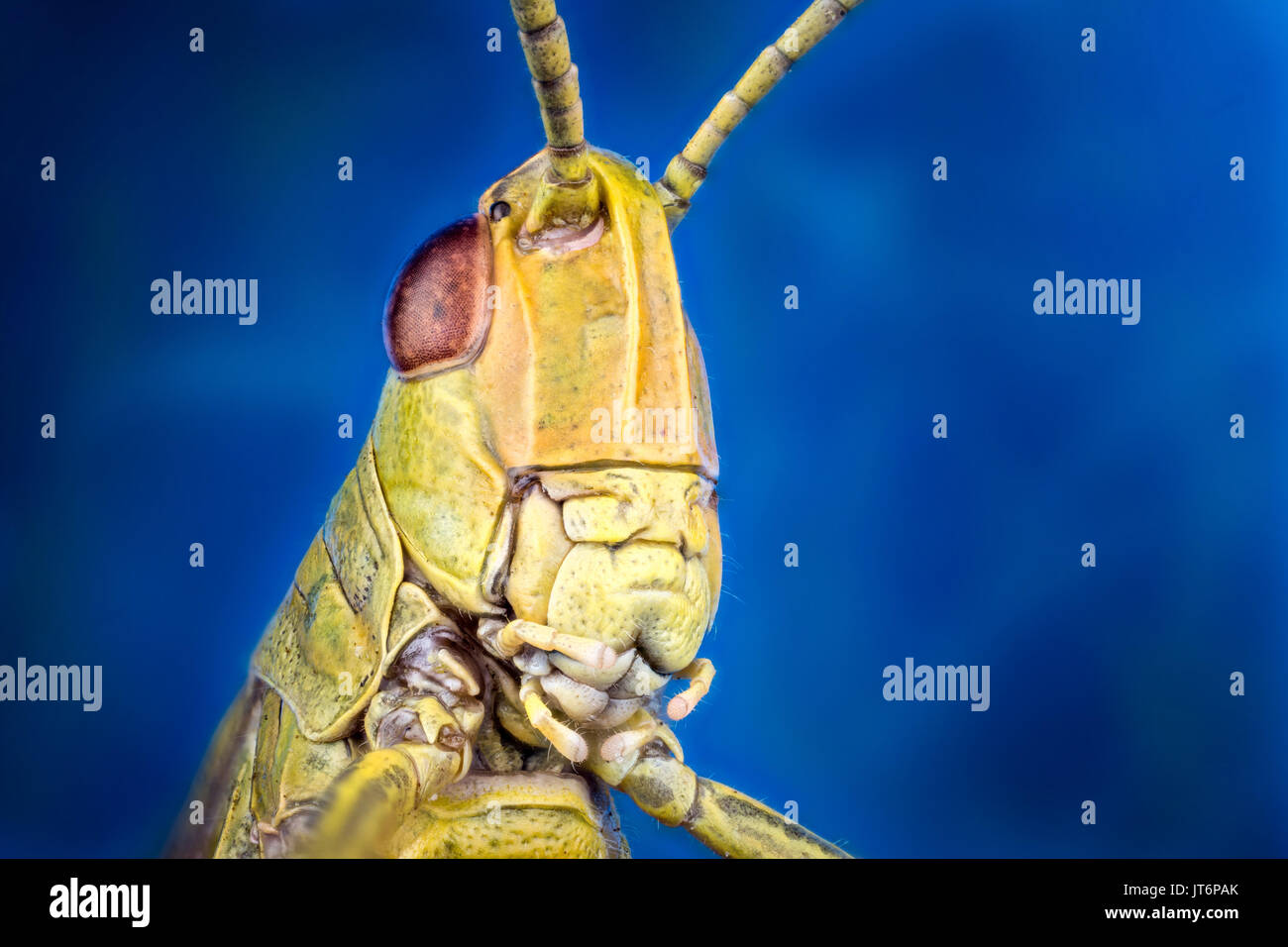 Ensifera hi-res stock photography and images - Alamy