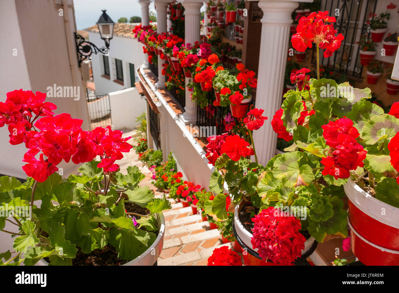 Geranium flowers in a pot and street, typical white village of Mijas ...