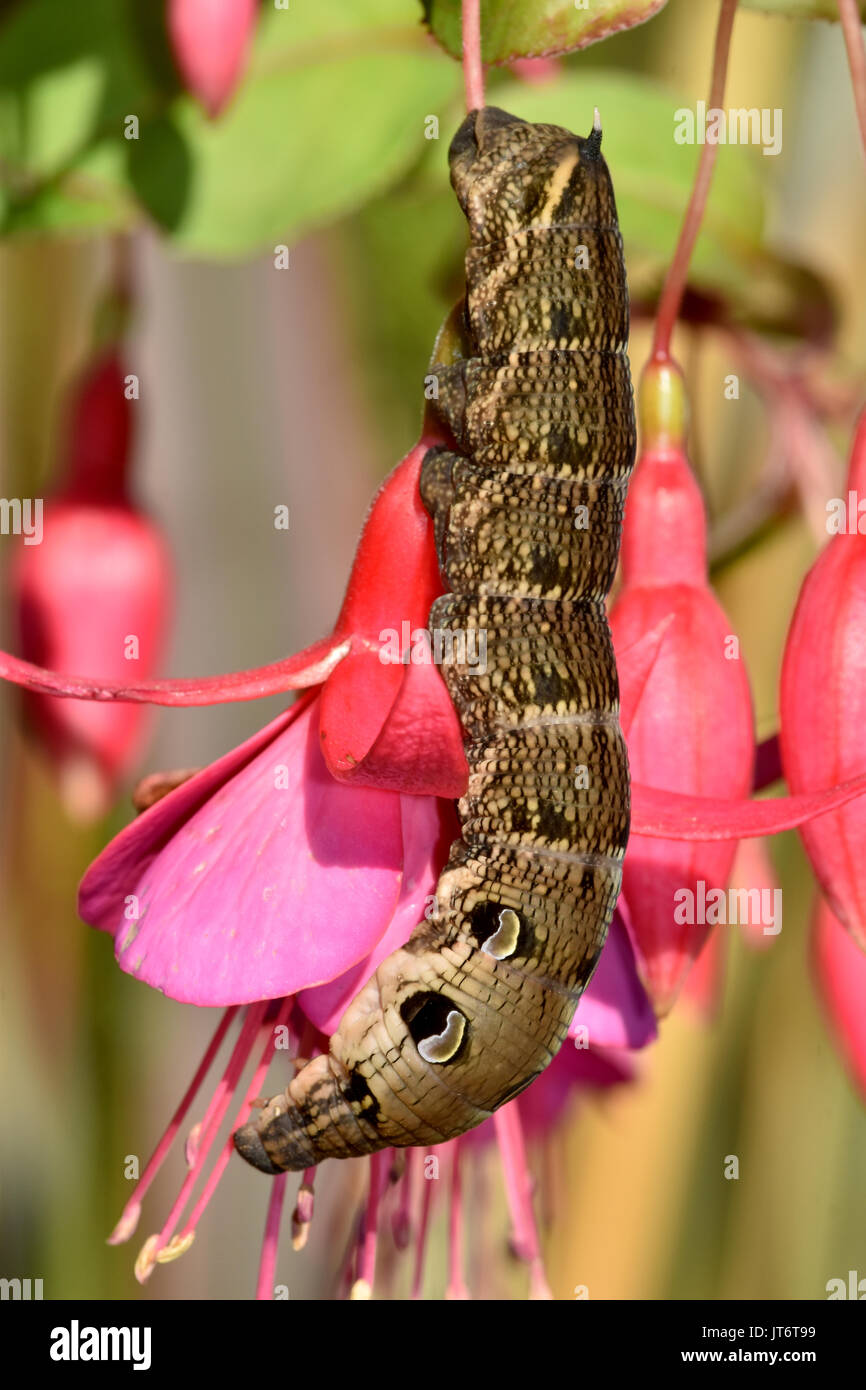Elephant Hawk Moth Caterpillar (Deilephila elpenor) feeding on a ...