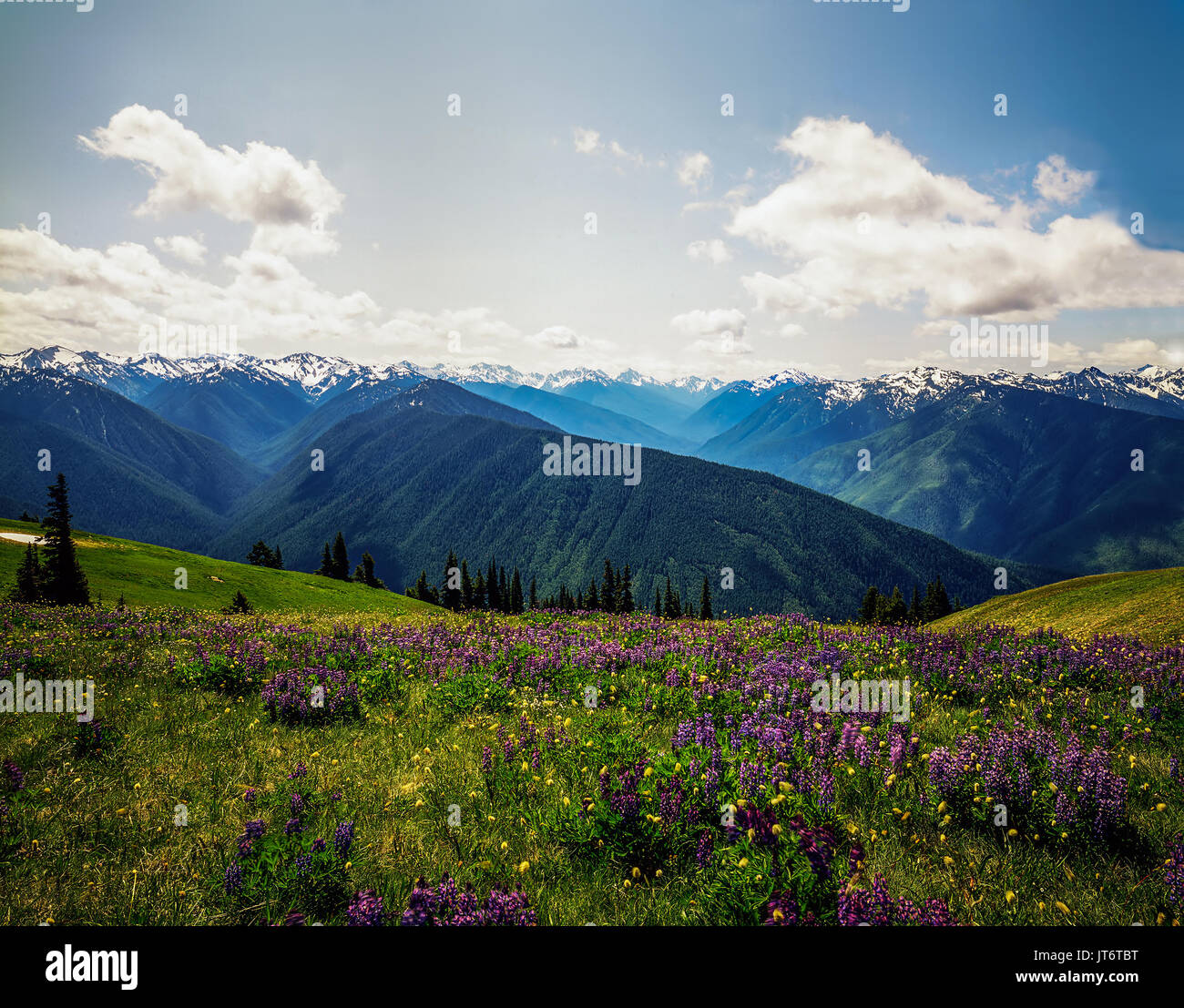 Hurricane ridge washington hi-res stock photography and images - Alamy